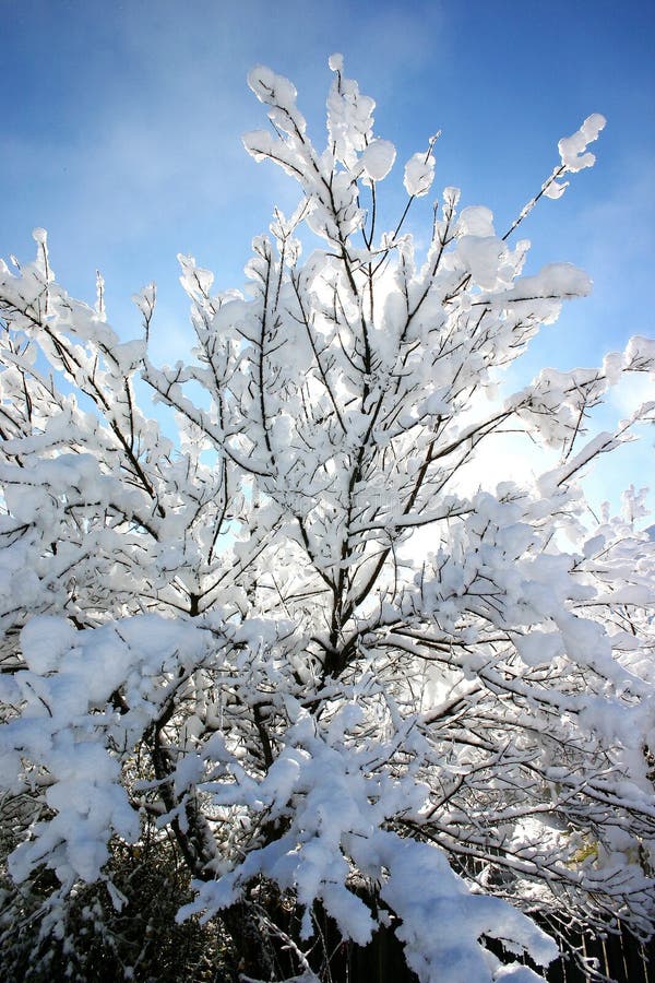 Snow tree stock image. Image of cold, nature, white, season - 332875