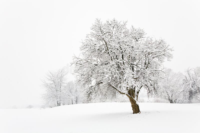 Snow tree stock photo. Image of nature, cold, frost, lonely - 7683564