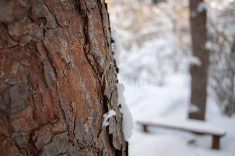 Snow Tree Bark. Beautiful Texture Stock Photo - Image of rough, copy ...