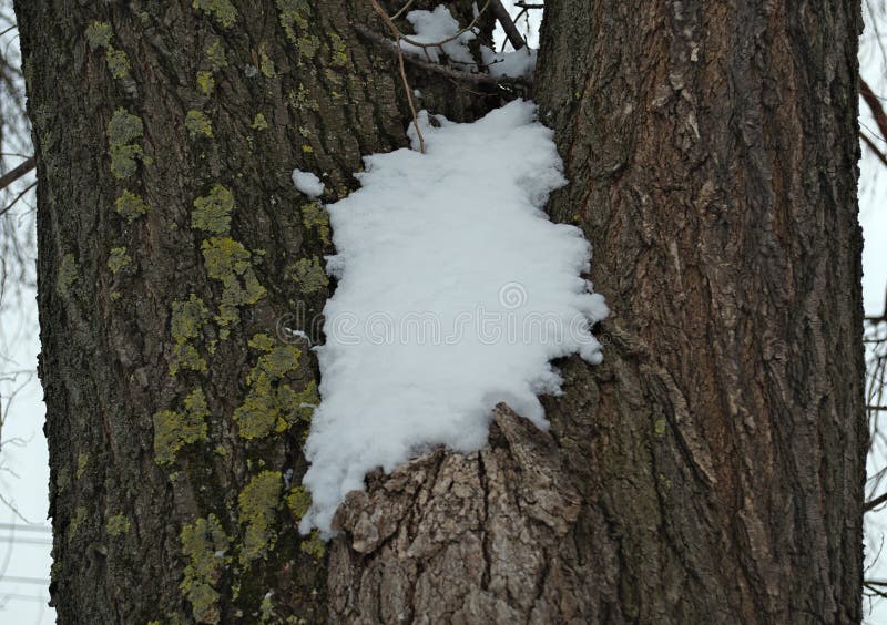 Snow on Tree Bark during Winter, Close Up Stock Photo - Image of ...