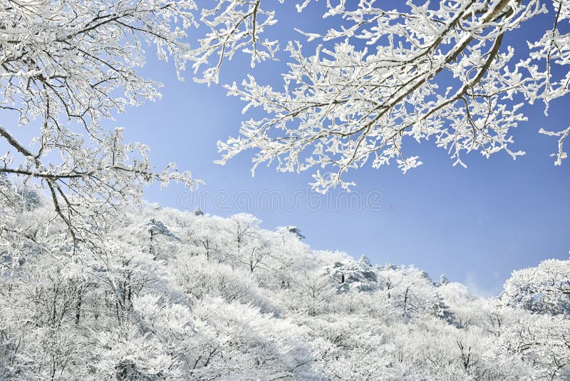 Snow tree on blue sky stock image. Image of blue, trees - 38351557