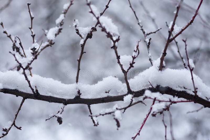 Snow on the tree branch stock photo. Image of weather - 308709868