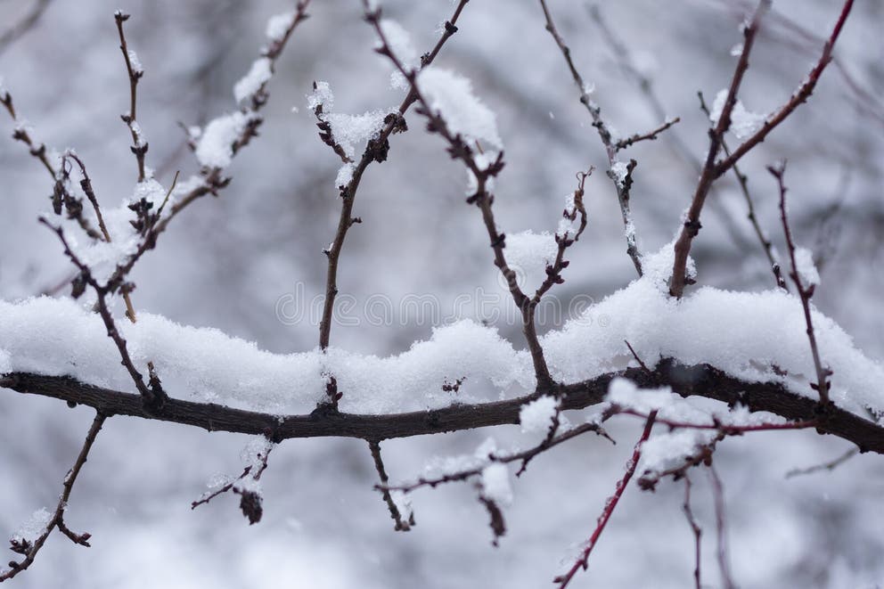 Snow on the tree branch stock photo. Image of weather - 308709868