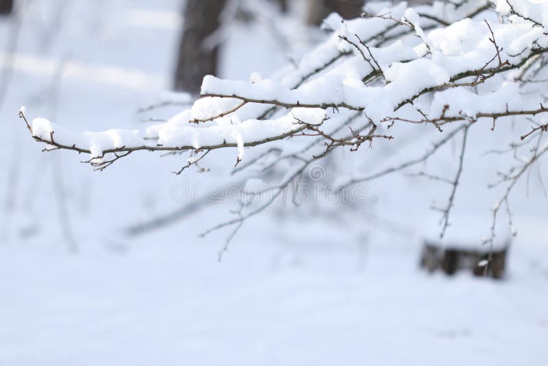 Snow on a tree branch. stock image. Image of drawing - 208919393