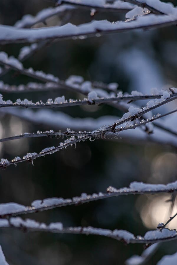 Snow on a Tree Branch at Sunset Stock Photo - Image of countryside ...