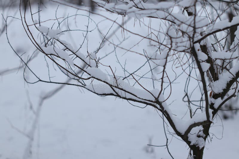 Snow on a tree branch. stock photo. Image of winter - 208919374