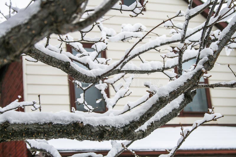 Snow on tree branches editorial stock photo. Image of 2008 - 56162783