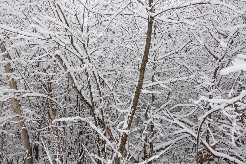 Snow on the Tree Branches. Winter View of Trees Covered with Snow. the ...