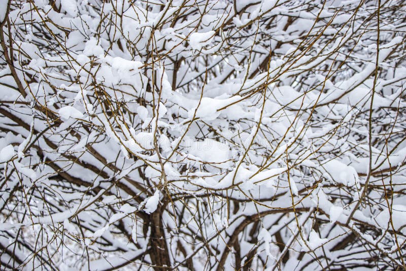 Snow on the Tree Branches. Winter View of Trees Covered with Snow. the ...
