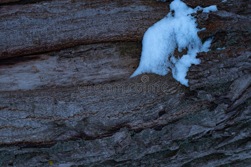 Tree core with moss stock image. Image of nature, dark - 138659945
