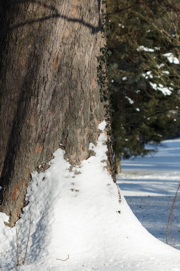 Snow and tree stock photo. Image of cold, heap, winter - 83955098