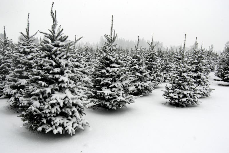 Snow at the tree farm stock image. Image of farm, tree - 17486049