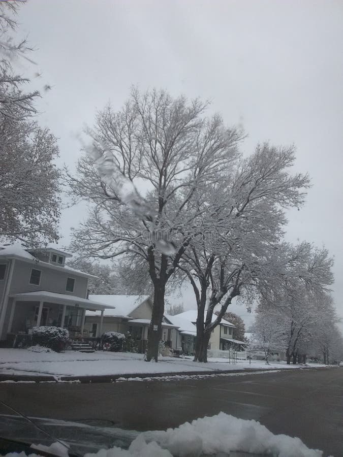 Fresh snow on trees stock image. Image of white, snow - 131922435