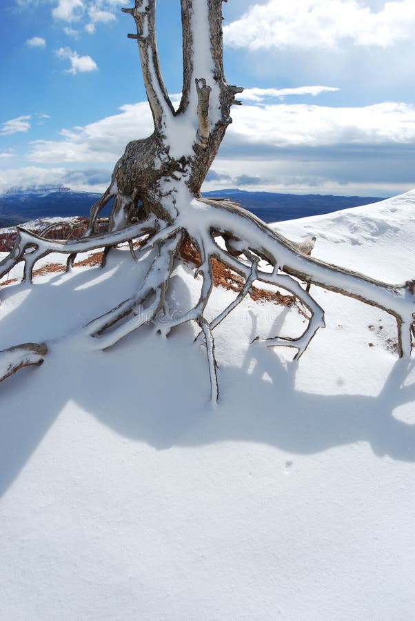Snow Tree Impression stock photo. Image of view, harsh - 19559482