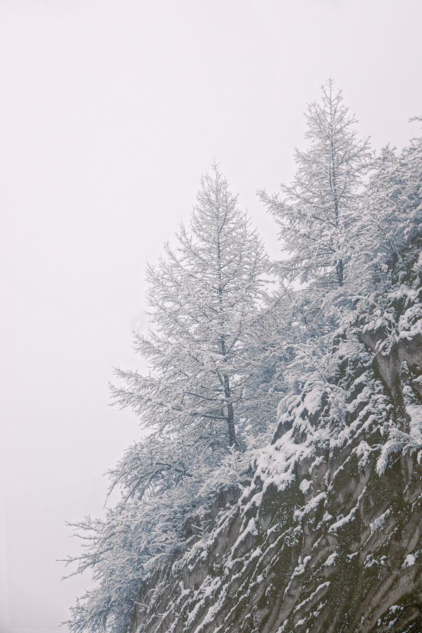 Snow tree stock photo. Image of scenic, scenery, slope - 237975846