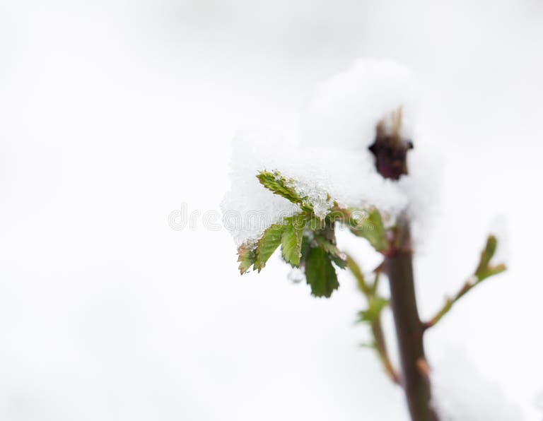 Snow on Tree Leaves in Spring Stock Photo - Image of texture, thaw ...