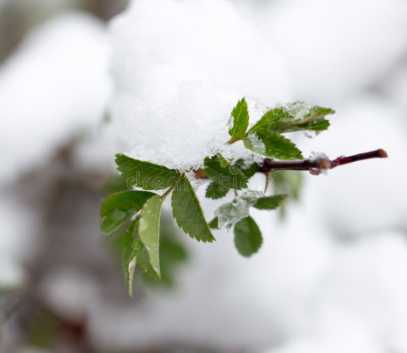 Snow on Tree Leaves in Spring Stock Image - Image of politics, fence ...