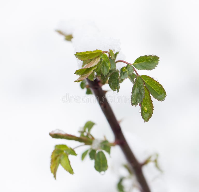 Snow on Tree Leaves in Spring Stock Photo - Image of leaf, spring ...