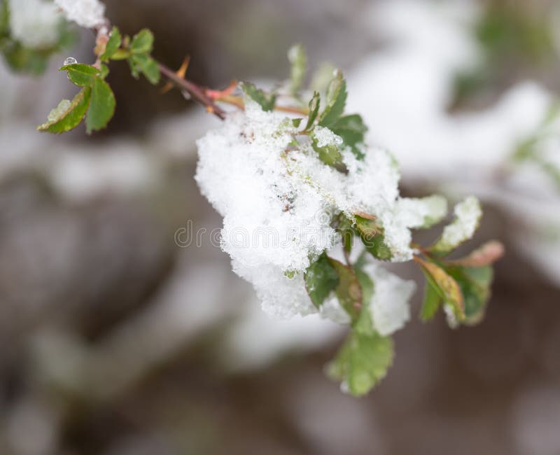 Snow on Tree Leaves in Spring Stock Image - Image of green, prohibition ...