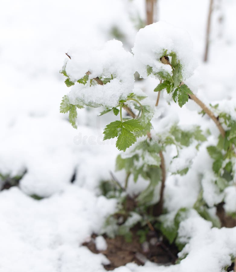Snow on Tree Leaves in Spring Stock Photo - Image of texture, freedom ...