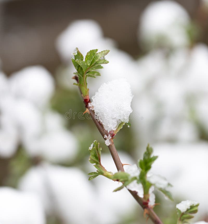 Snow on Tree Leaves in Spring Stock Photo - Image of prohibition, plant ...