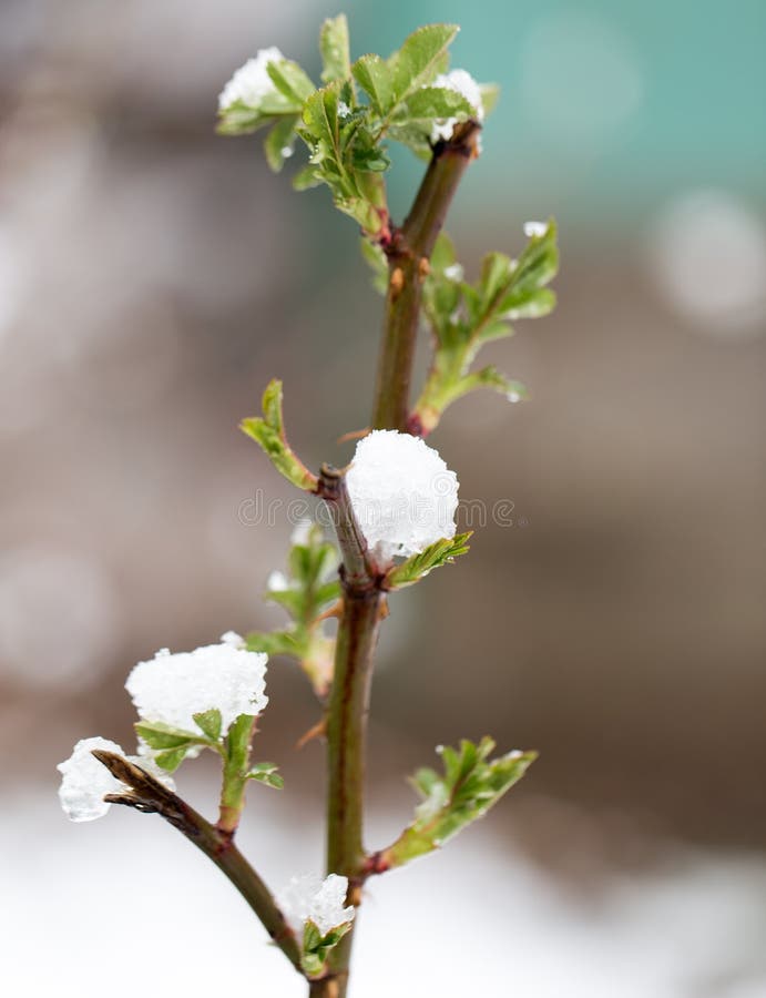 Snow on Tree Leaves in Spring Stock Photo - Image of leaf, icing: 106327360