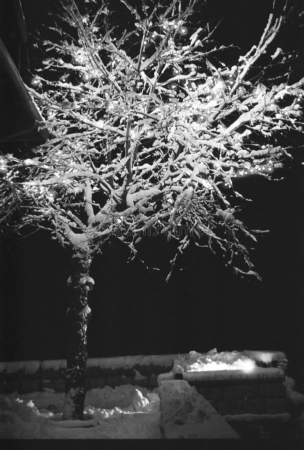 Snow Tree Lights Number Two Stock Photo - Image of season, light: 177456690