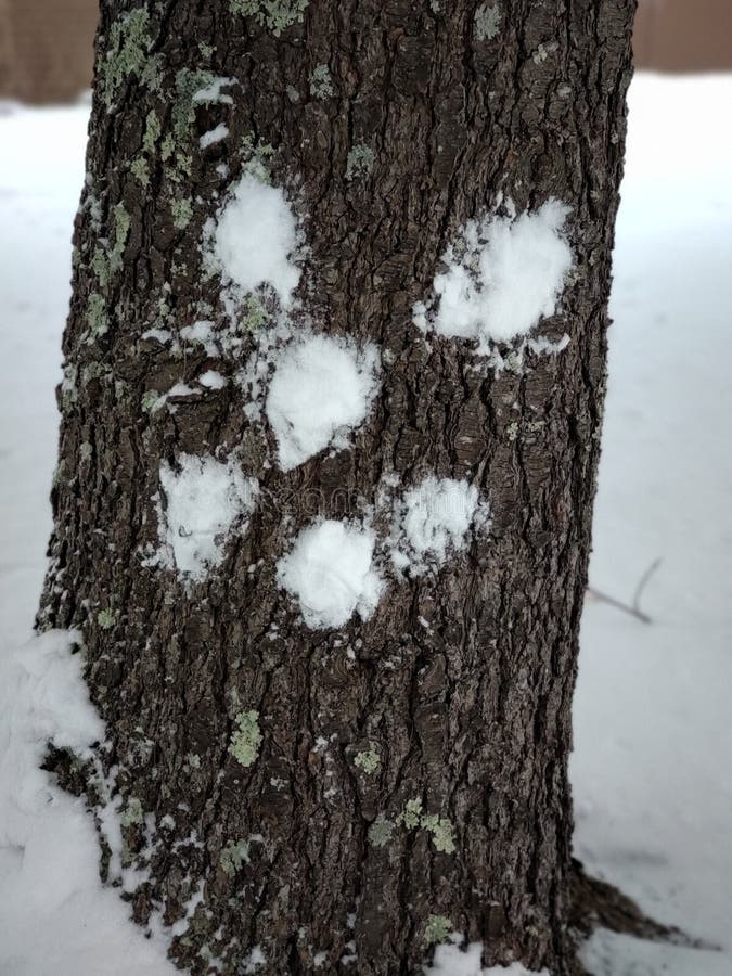 Snow on a Tree Makes a Face Stock Image - Image of nature, trunk: 210163621