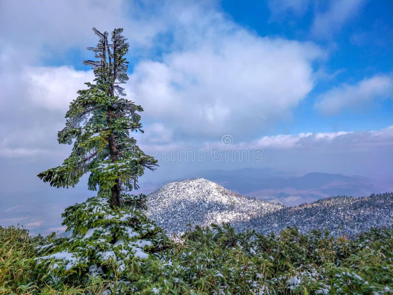 Snow tree and mountain stock image. Image of frozen - 125906917