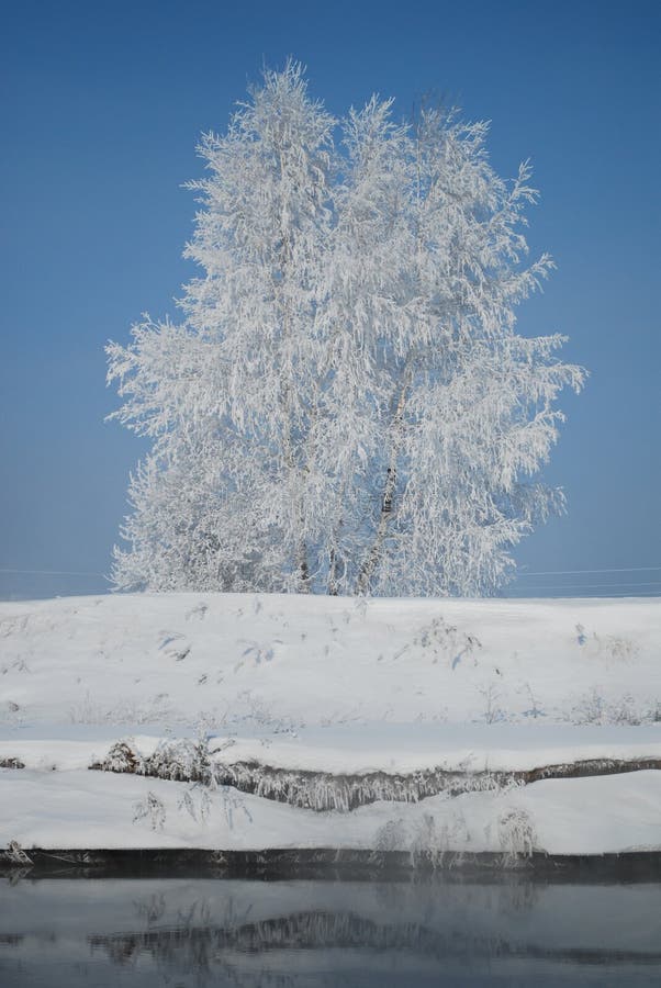 Snow on tree near river stock photo. Image of countryside - 15348902