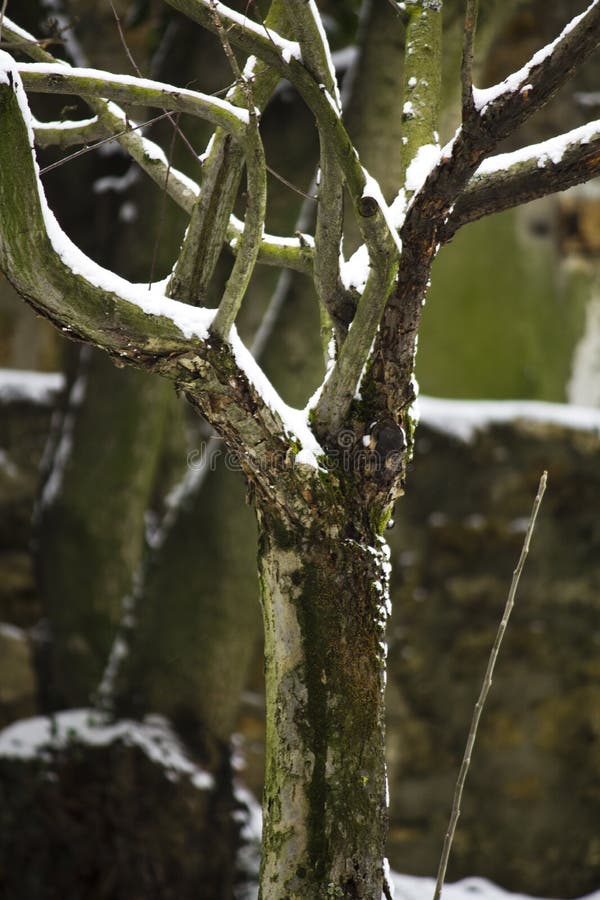 Snow Tree from Paris at Winter Stock Image - Image of romantic, europe ...