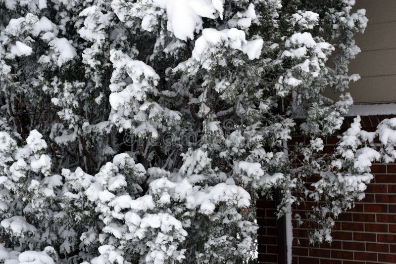 Snow tree stock image. Image of pine, evergreen, branch - 49676665