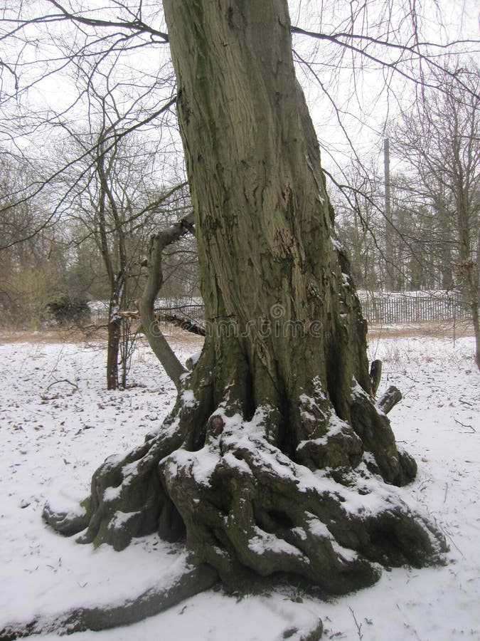 Old Cold Tree stock image. Image of roots, winter, snow - 111125421
