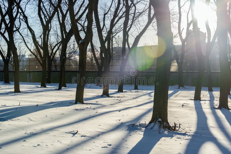 Snow and Tree Shadows stock photo. Image of light, tree - 36864574
