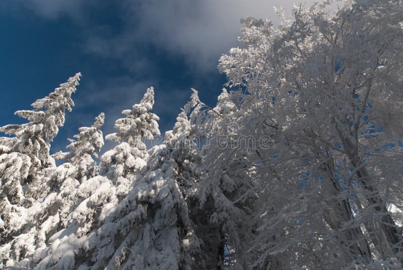 Snow,tree and sky stock photo. Image of hill, winter - 26282848