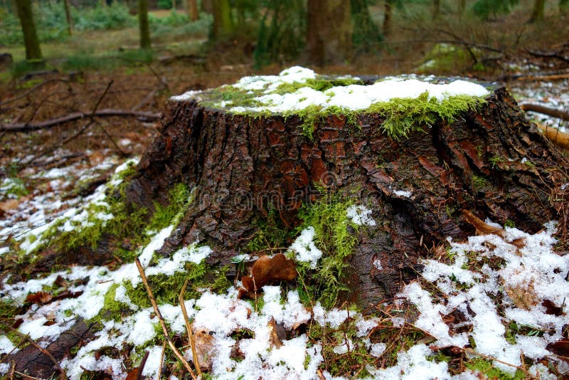 Snow on a Tree Stump stock image. Image of winter, woodland - 174067287