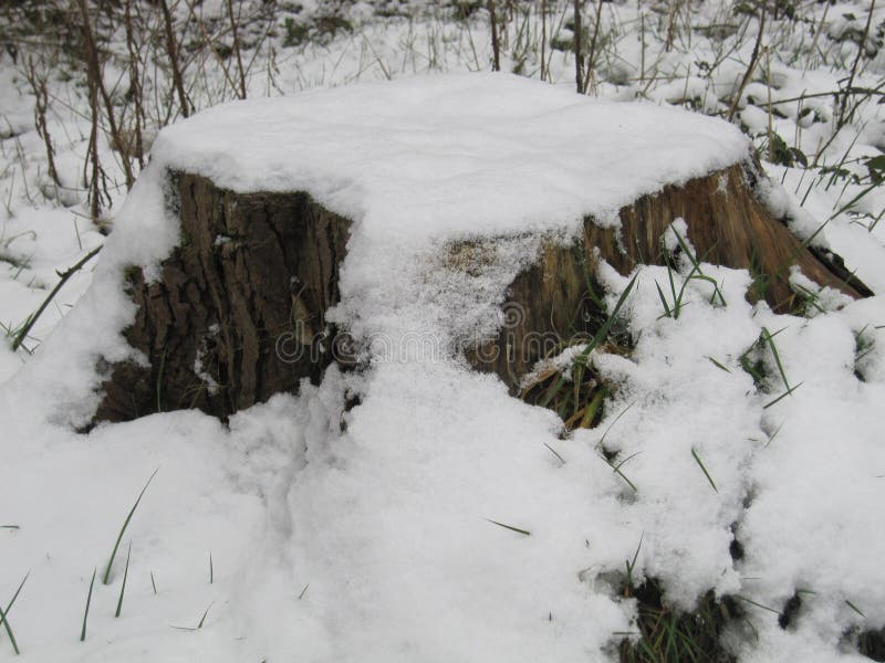 Snow on a Tree Stump stock image. Image of winter, woodland - 174067287