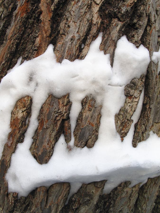 Snow on a tree trunk stock image. Image of organic, chilly - 12882363