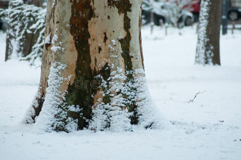 Snow on a Tree Trunk in Urban Park Stock Photo - Image of green, land ...
