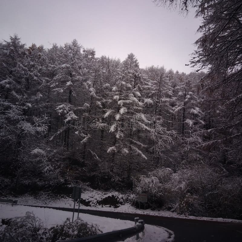 Snow tree stock photo. Image of winter, road, white - 106718882