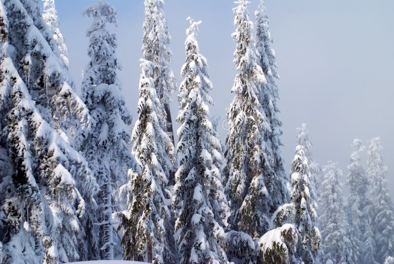 Snow Trees stock image. Image of misty, frozen, forest - 1607905