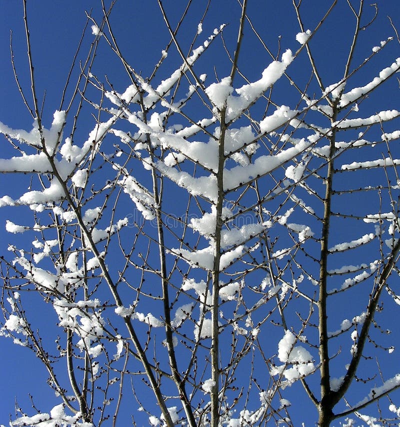 Snow Trees stock image. Image of winter, storm, snow, covered - 426915