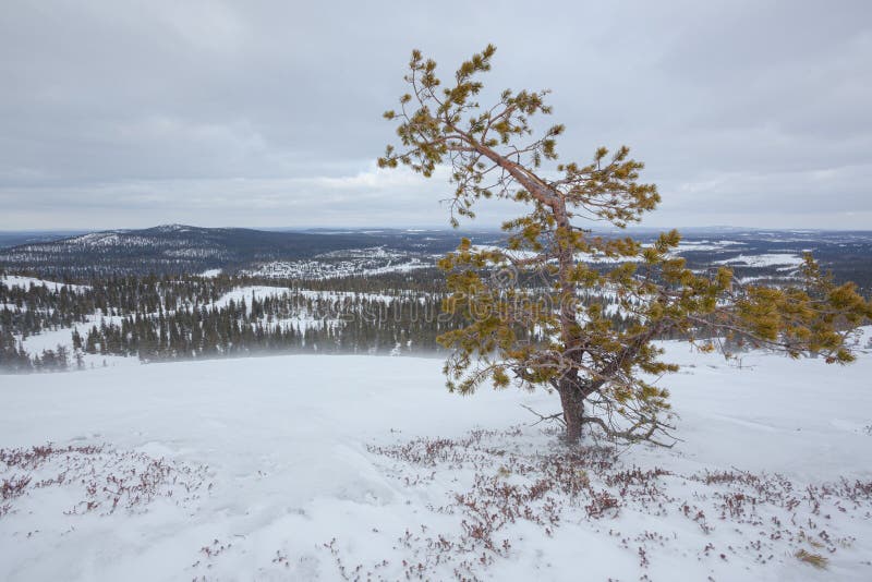Snow and Trees in Arctic Hill Stock Photo - Image of snow, weather ...