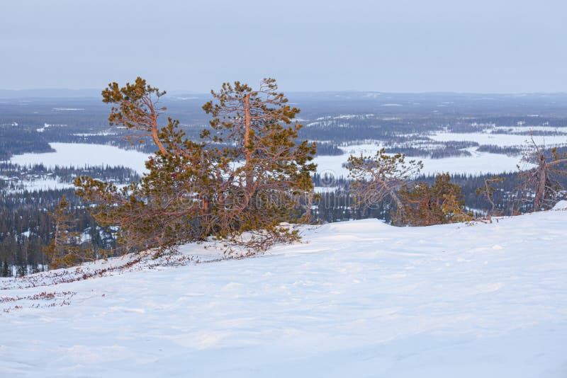 Snow and Trees in Arctic Hill Stock Photo - Image of hill, harsh: 147995286