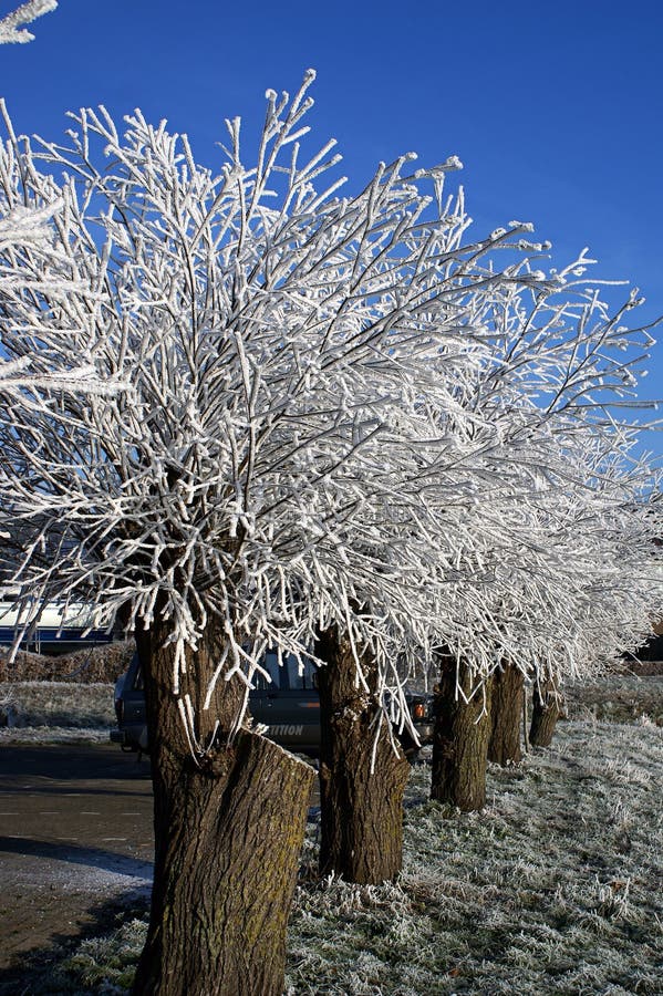 Snow on the Trees with Blue Sky Stock Image - Image of mirror ...