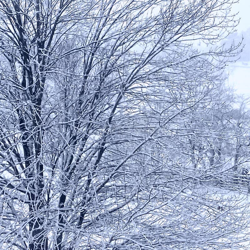 Snow on trees stock photo. Image of snow, branches, bitter - 302715894