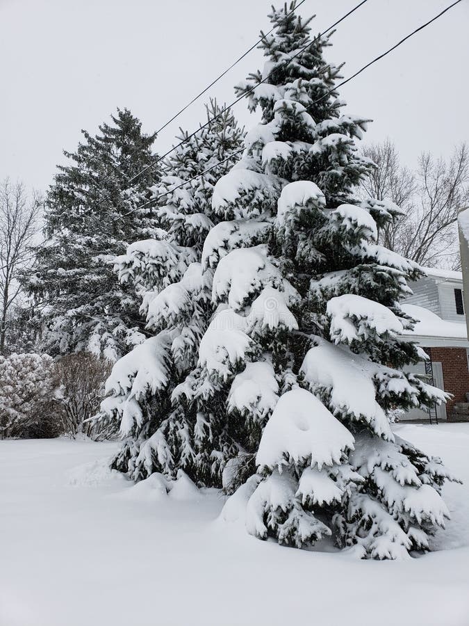 Snow trees stock image. Image of snow, trees, christmas - 135631529