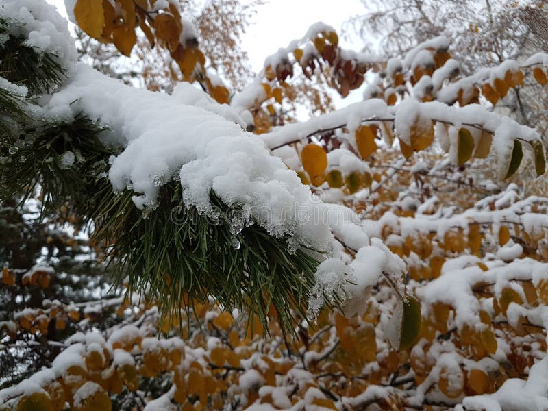 Snow on the Trees in the Fall. Stock Image - Image of trees, autumn ...