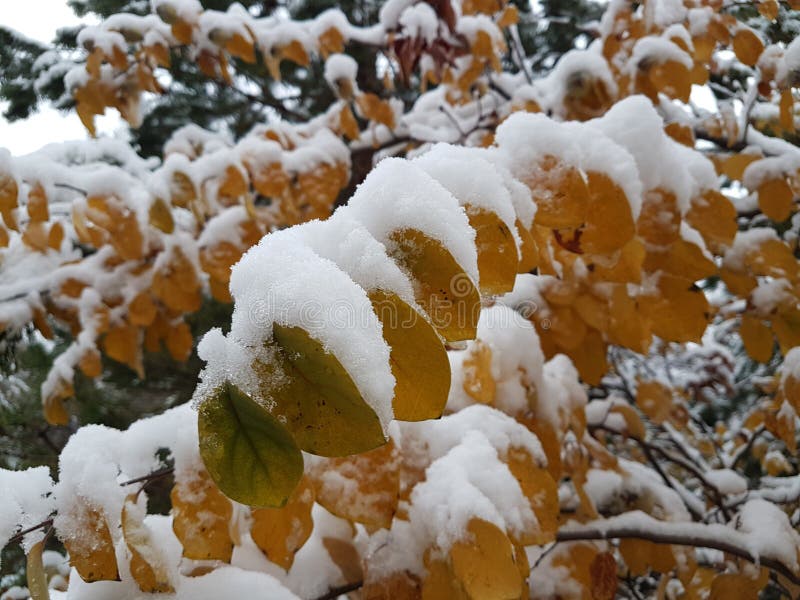 Snow on the Trees in the Fall. Stock Photo - Image of trees, fall ...