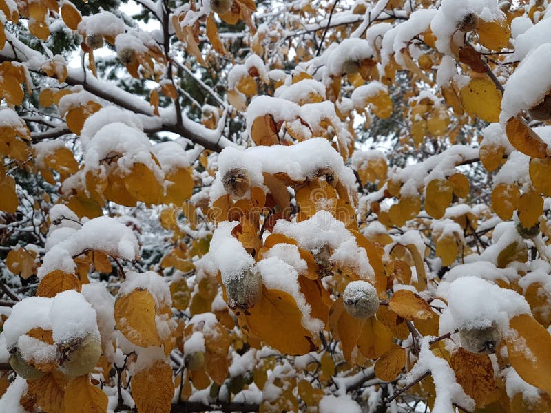 Snow on the Trees in the Fall. Stock Image - Image of leaves, trees ...